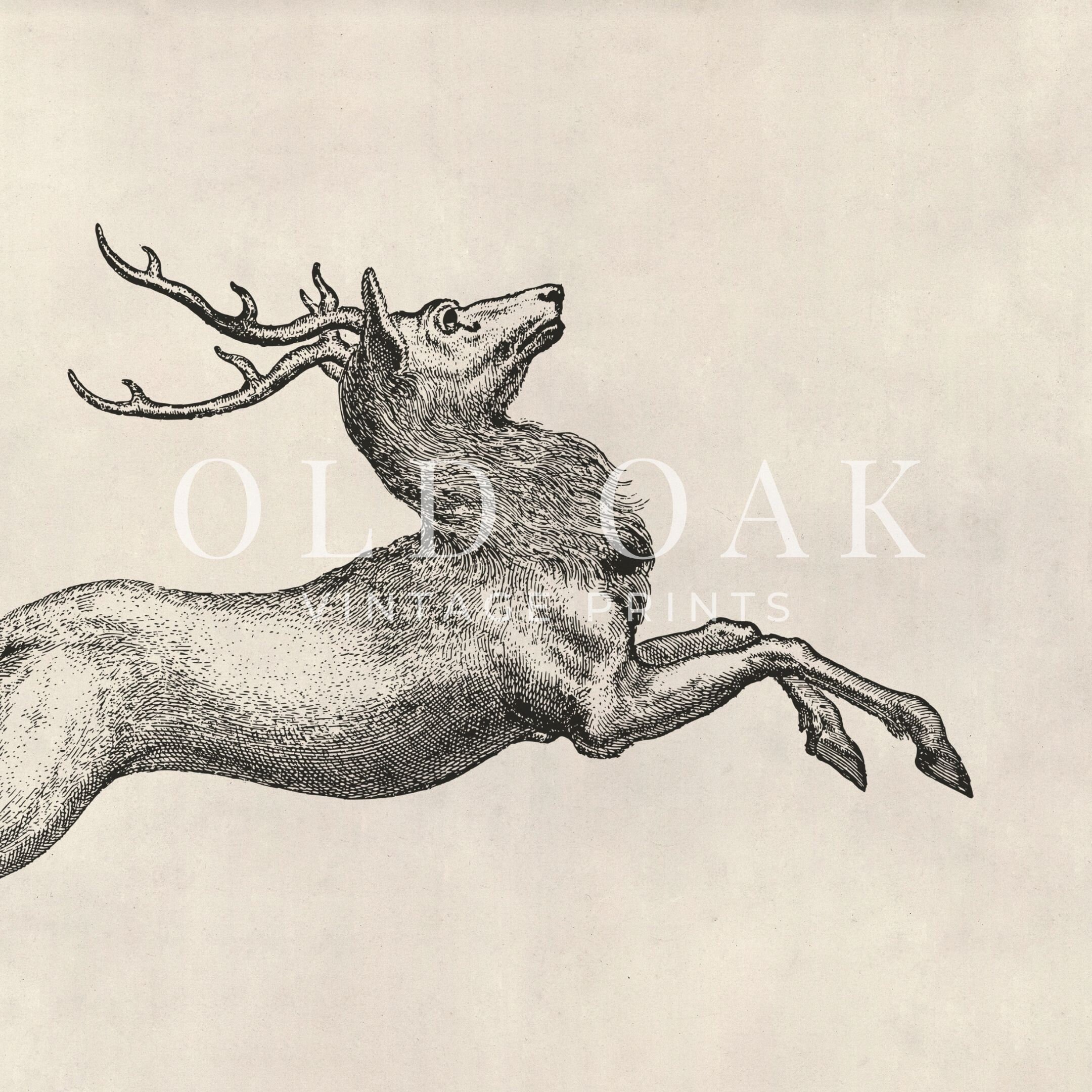 Antique Deer Sketch Vintage Etching Antique Woodland - Etsy