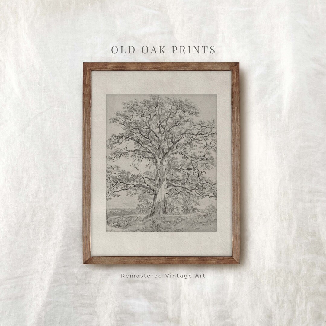 Vintage Tree Sketch Drawing | Rustic Old Oak Tree Etching | Neutral ...