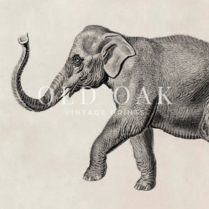 Vintage Elephant Drawing | Nursery Décor Indian Elephant Sketch ...