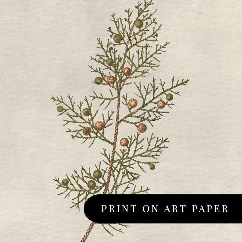 Vintage Tree Branch Botanical Print: Rustic Farmhouse Wall Art (digital ...