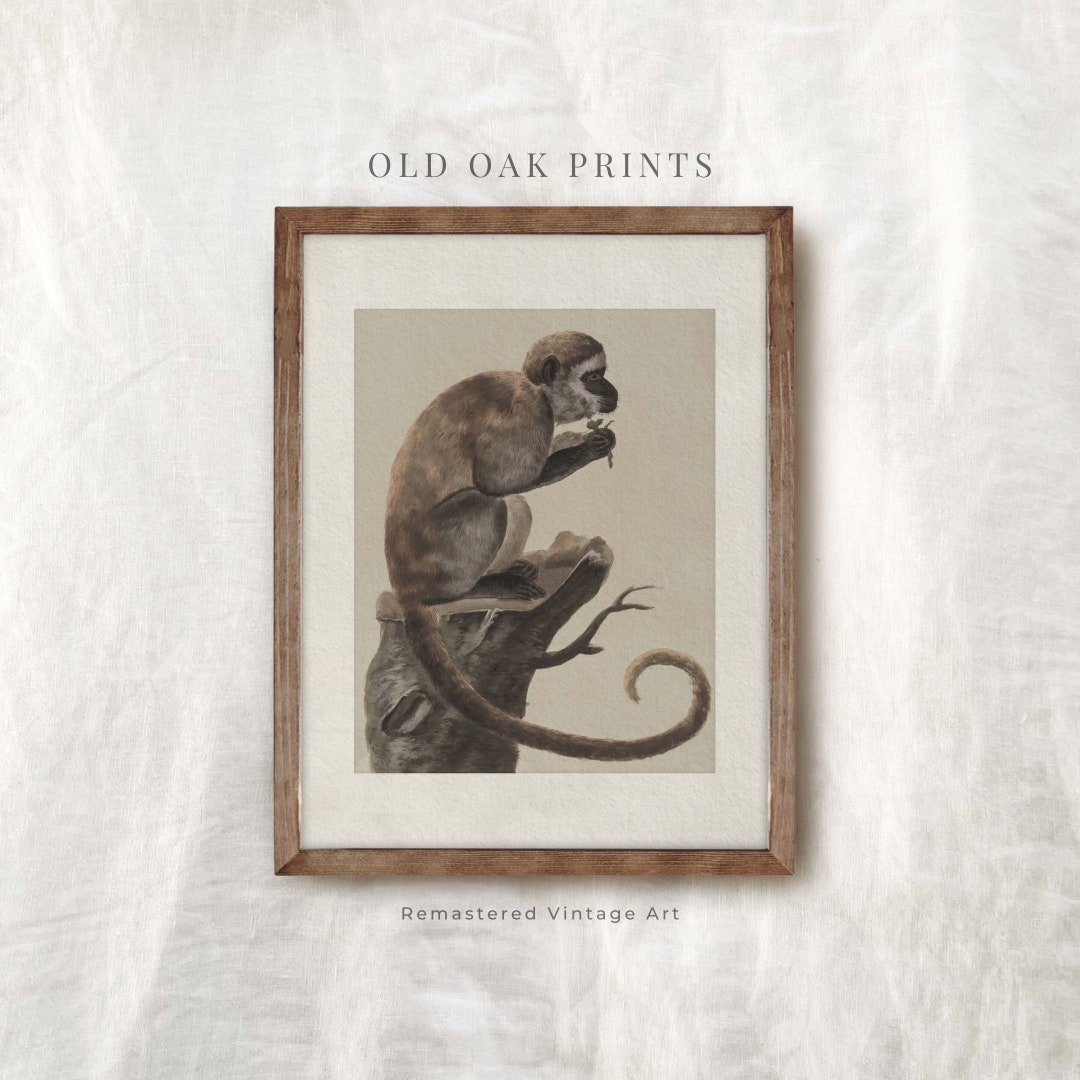 Capuchin Monkey Vintage Zoo Animal Sketch Farmhouse Wall Décor ...