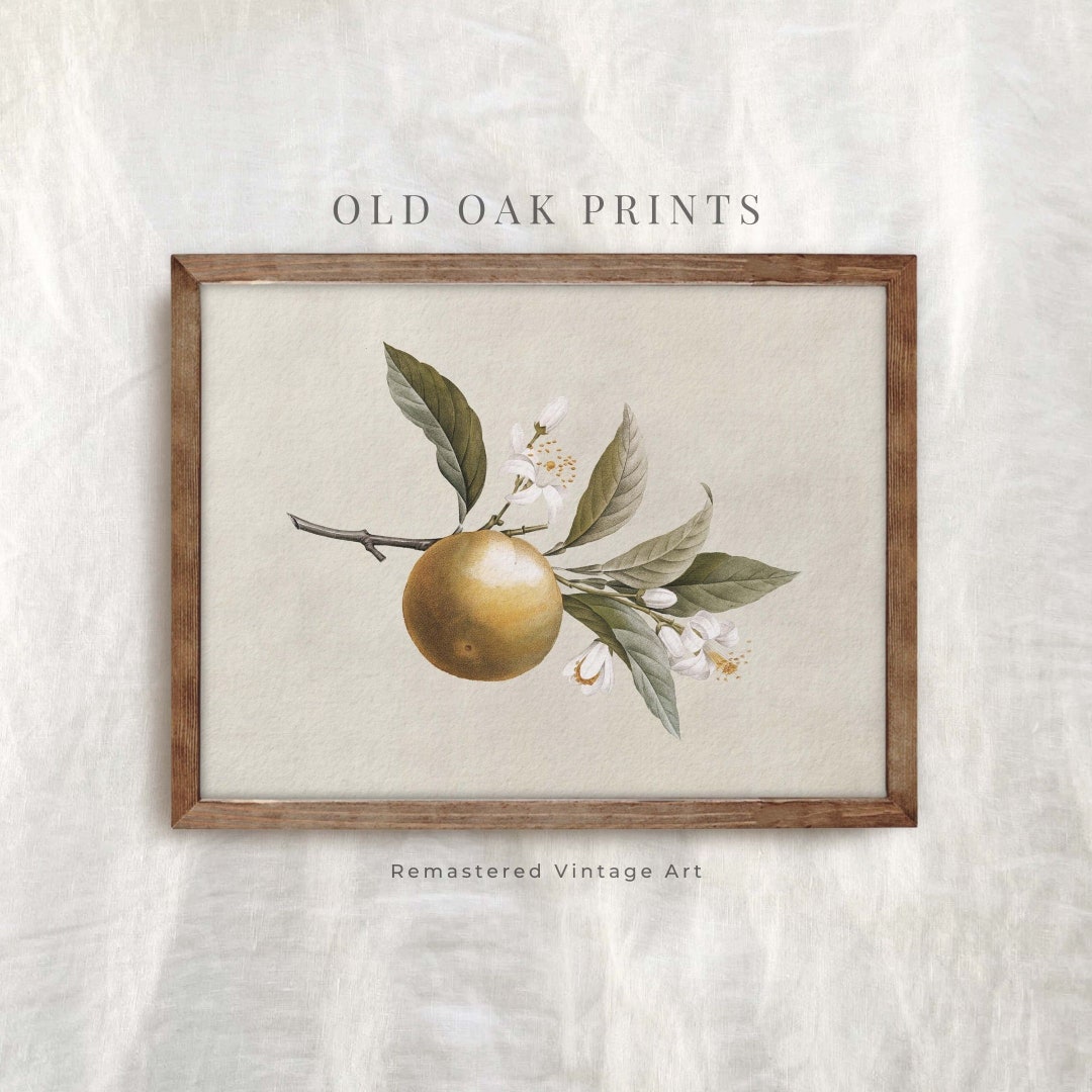 Vintage Clementine Sketch | Botanical Fruit Print | Farmhouse Kitchen ...