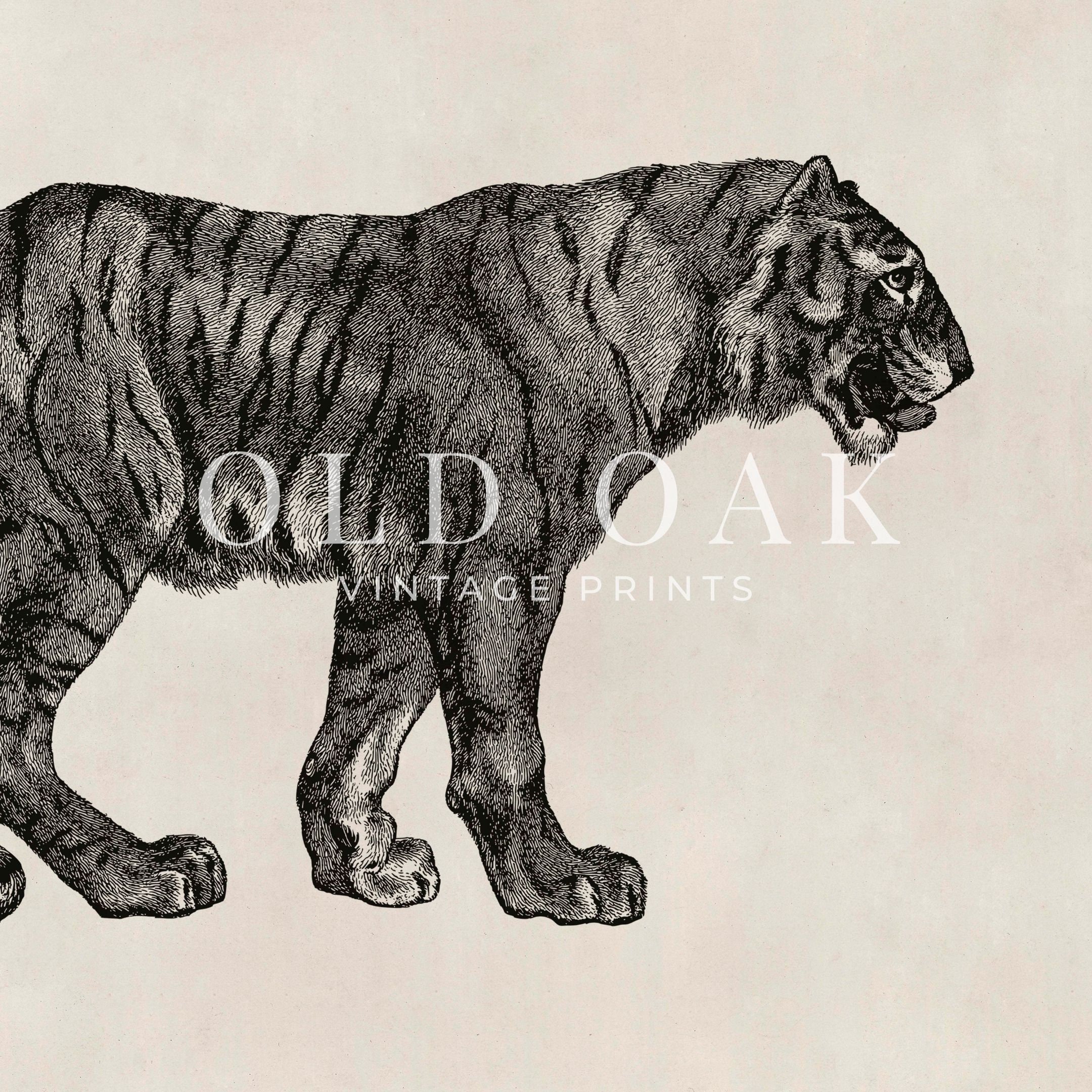 Vintage Jungle Animal Sketch Prints: Neutral Nursery Art (digital ...