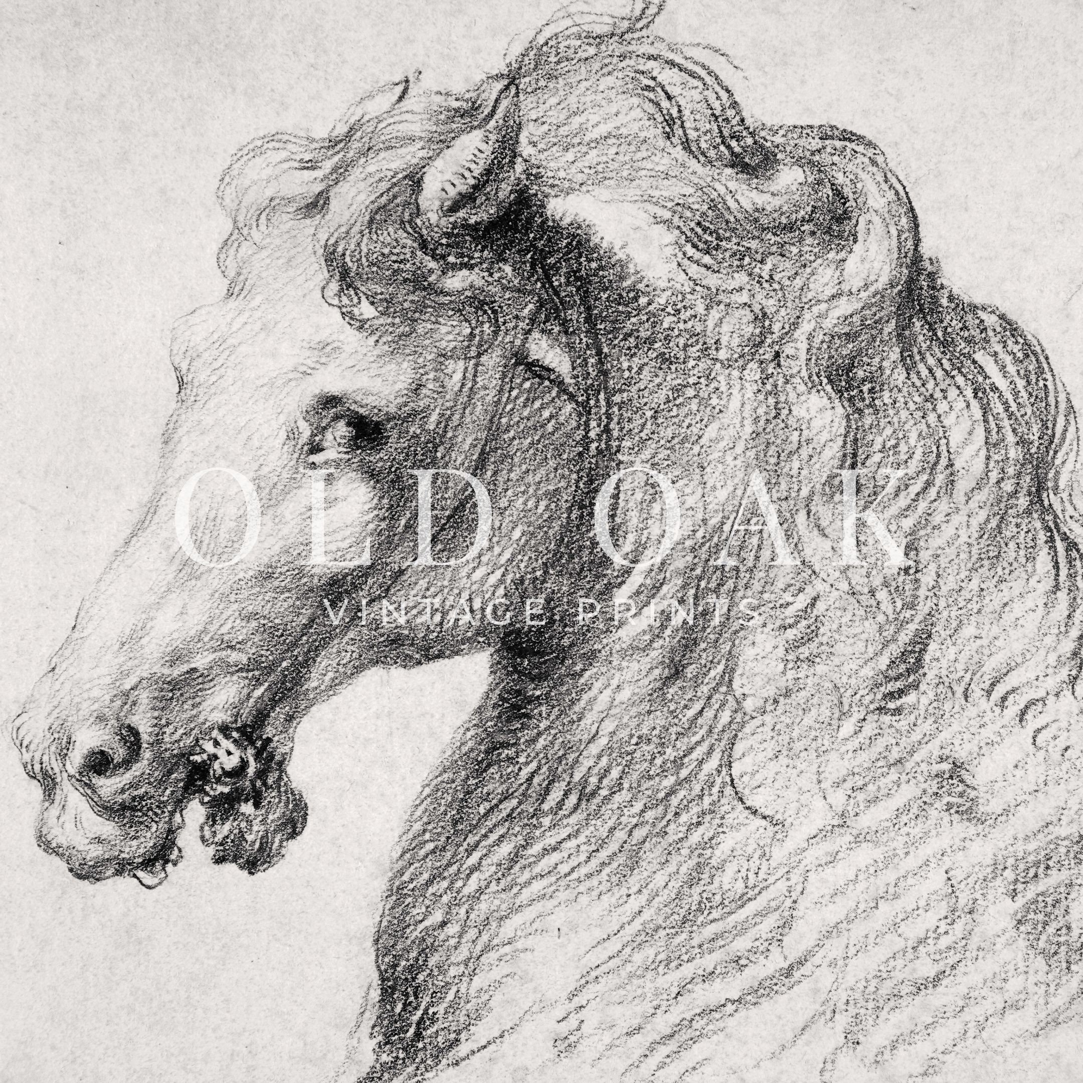 Vintage Horse Sketch Art Print: Equestrian Drawing (digital Download ...