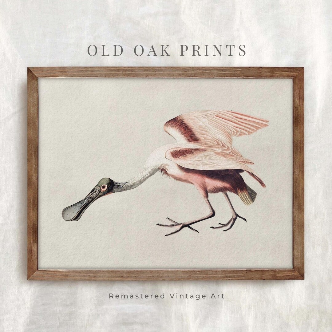 Vintage Roseate Spoonbill, Antique Bird Drawing, Pink Aesthetic Wall ...