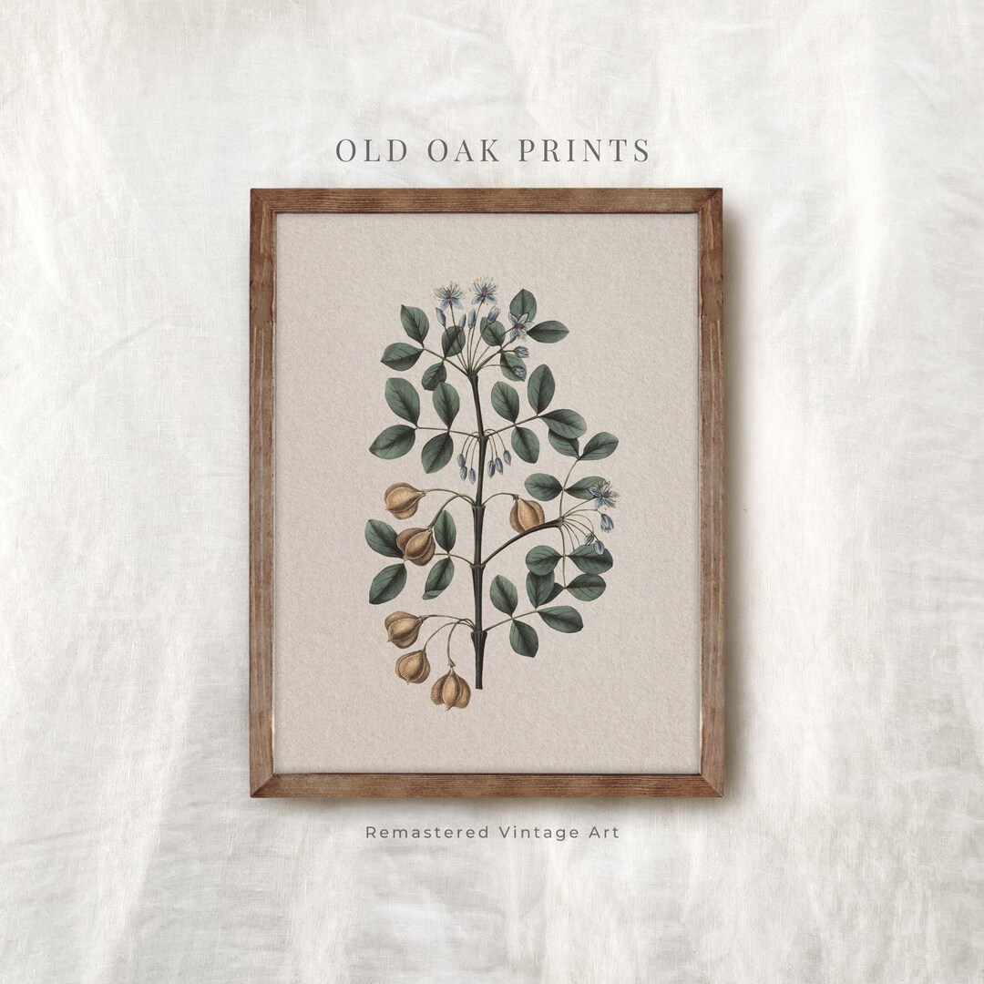 Vintage Botanical Print | Antique Berry Country Farmhouse Watercolor ...