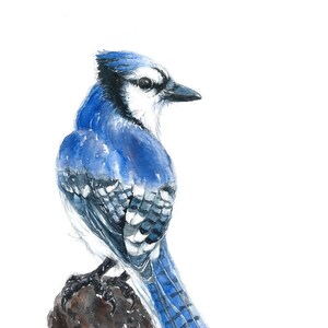 BLUE JAY Watercolor Art Print, Blue Bird Watercolor Painting - Gift for ...