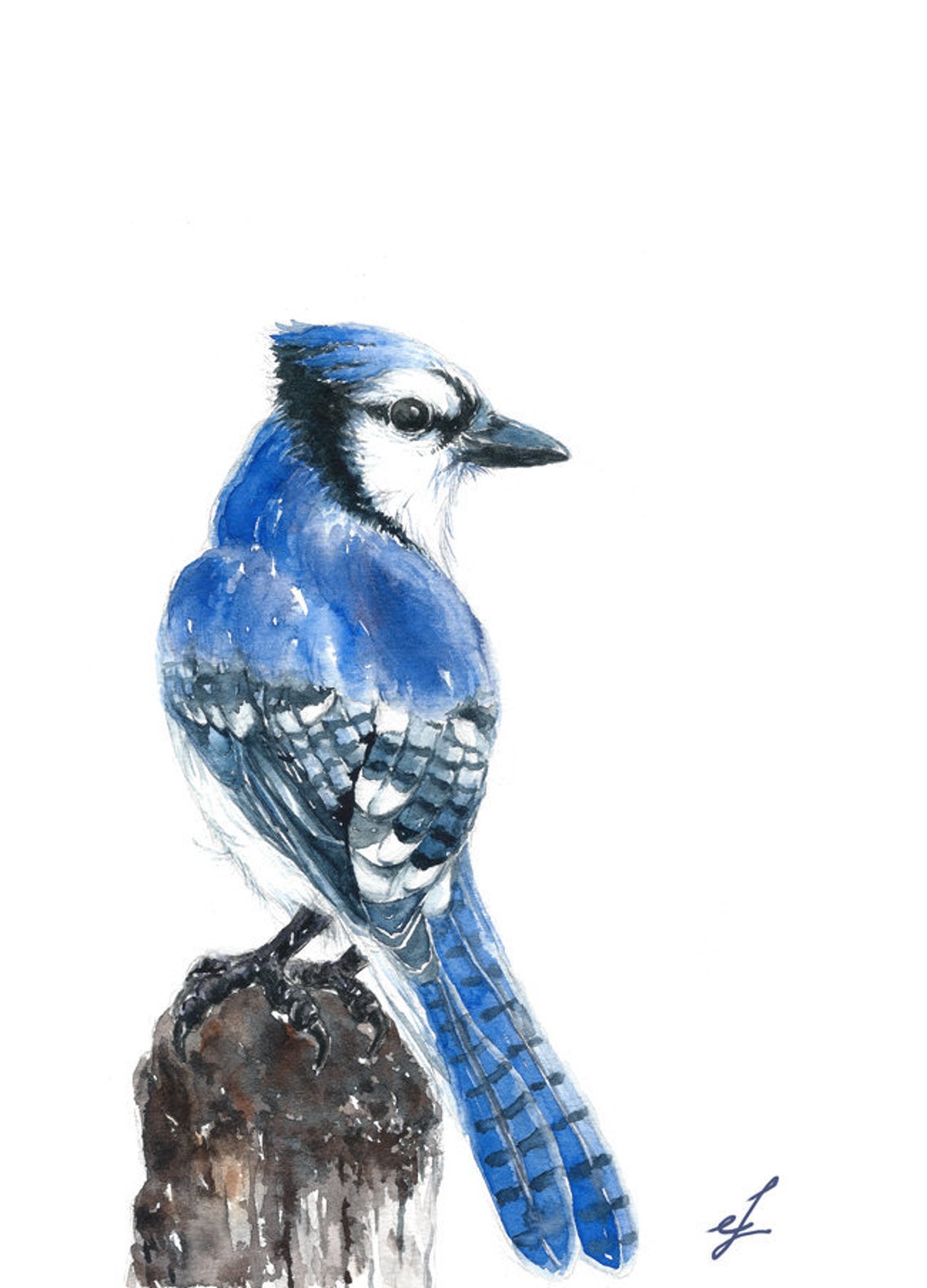 BLUE JAY Watercolor Art Print, Blue Bird Watercolor Painting - Gift for ...