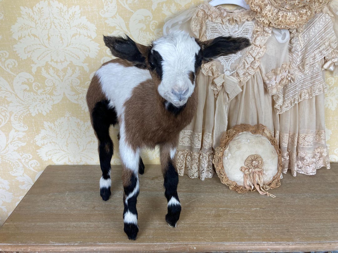 Colorful Goat Kid Taxidermy Spotted Baby Goat Taxidermy Mount - French ...