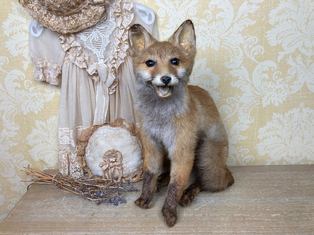 Vintage Fox Taxidermy, Fox Cub Mount Country Decor, French Brocante ...