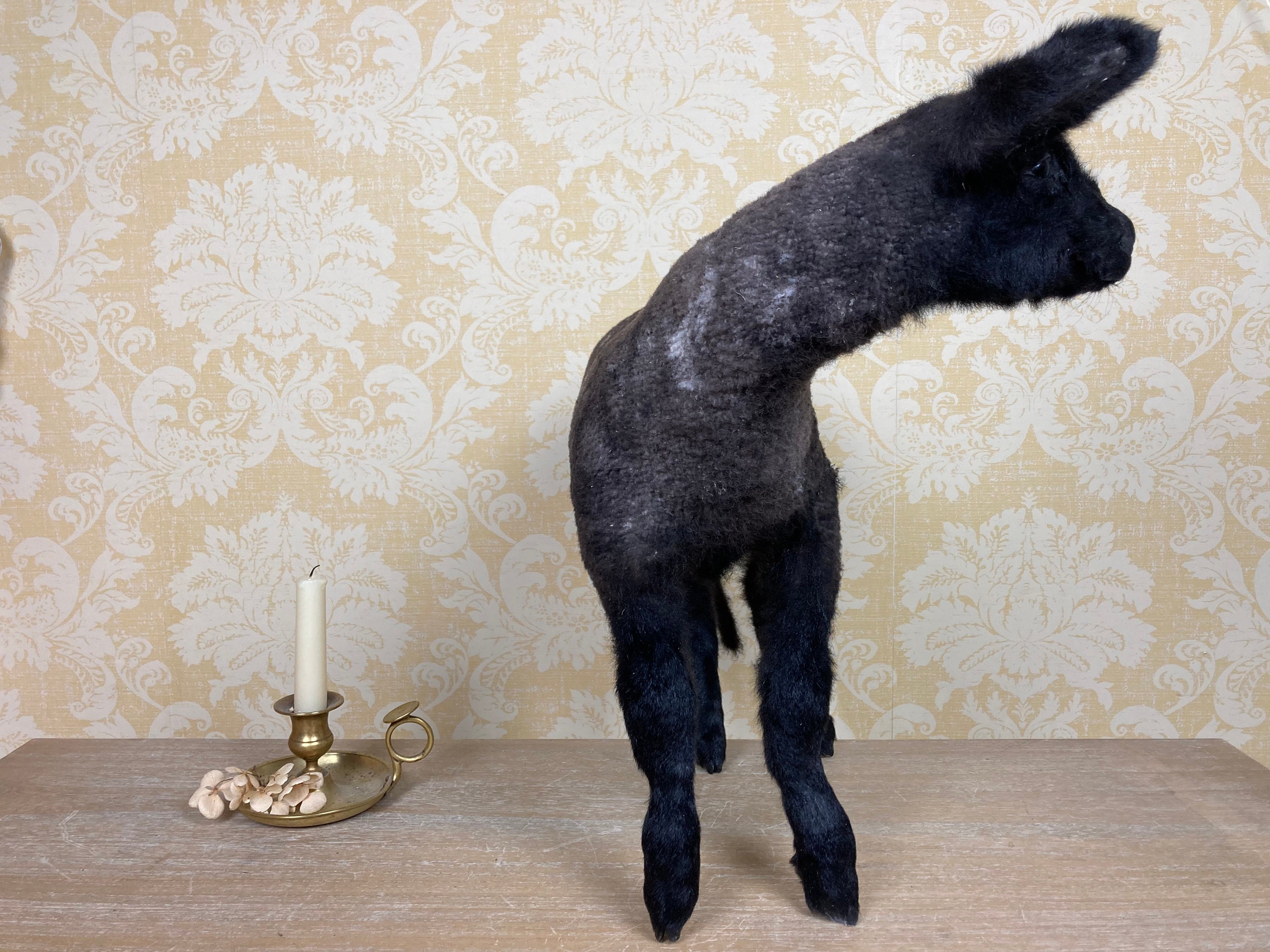 Lamb Taxidermy, Brown and White Lamb Mount French Brocante, Shabby ...