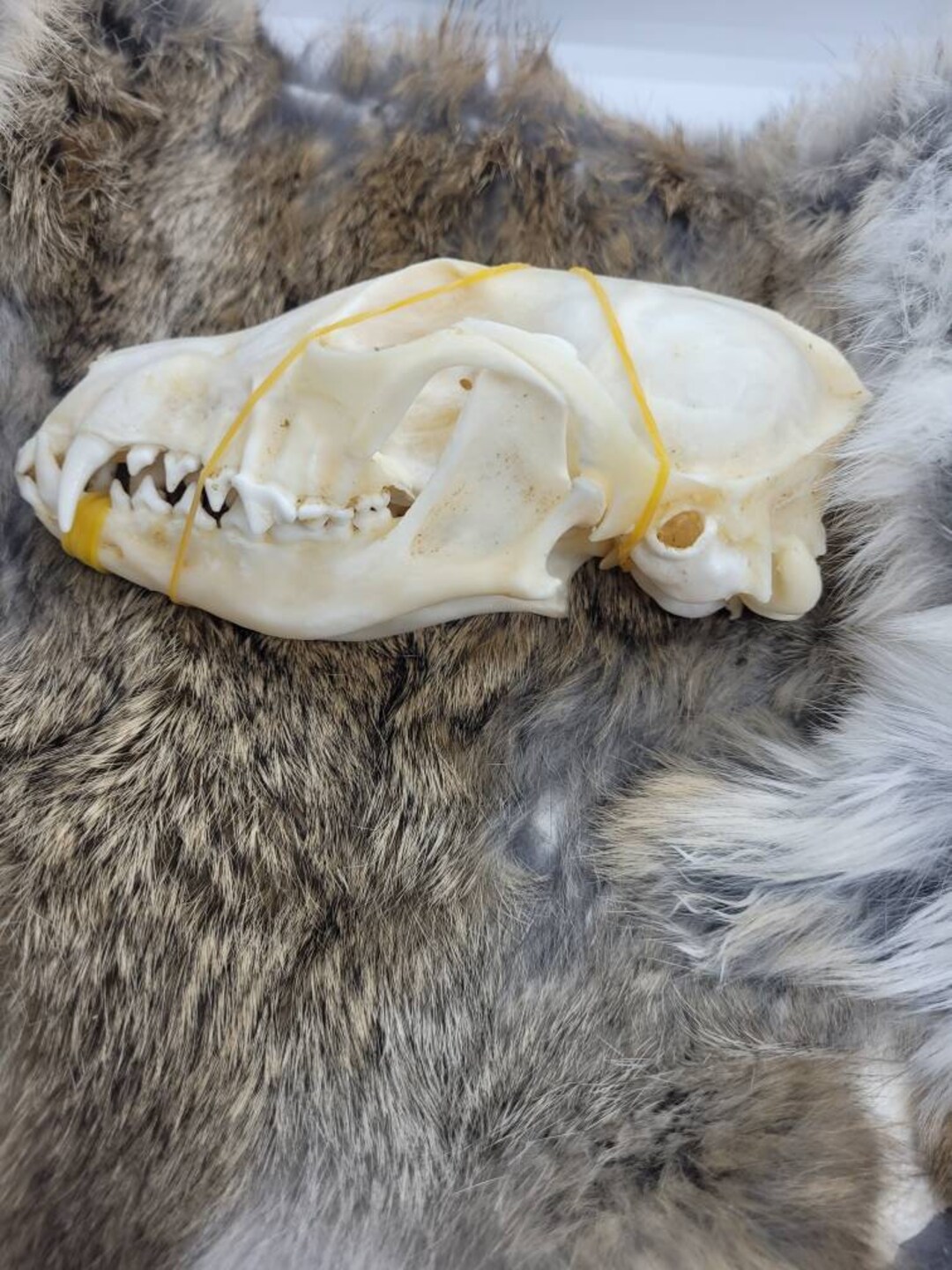 Snow Fox Skull, Arctic Fox Skull, Polar Fox Skull - Real Skull - Etsy