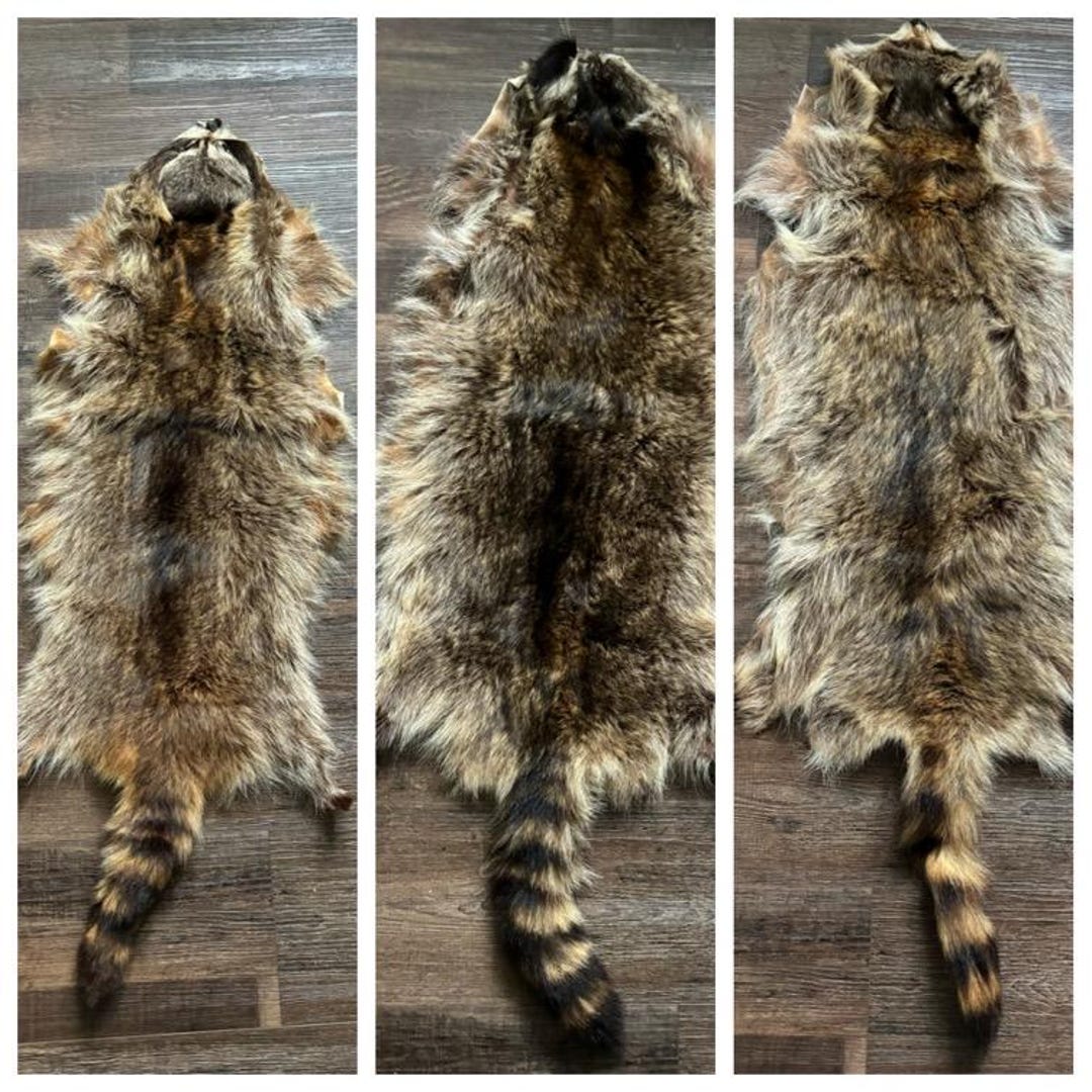 Raccoon Pelt, Real Raccoon Hide, Raccoon Skin - Etsy