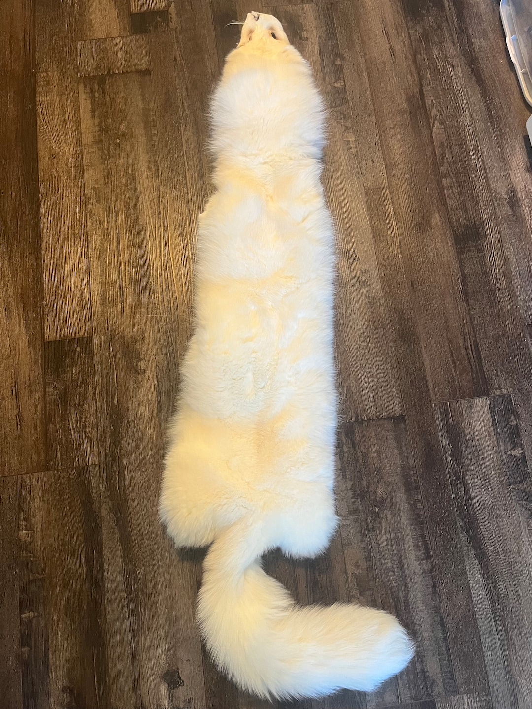 Tanned Polar Fox Pelt, Polar Fox, Fox Pelt, White Fox Pelt PRE-ORDER ...