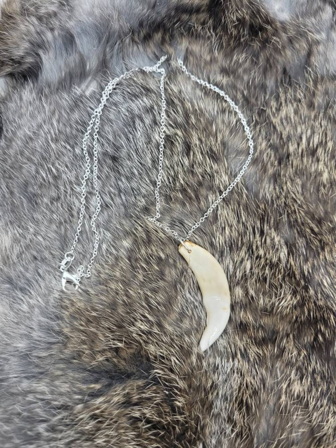 Coyote Tooth Necklace - Coyote Canine Necklace - Etsy
