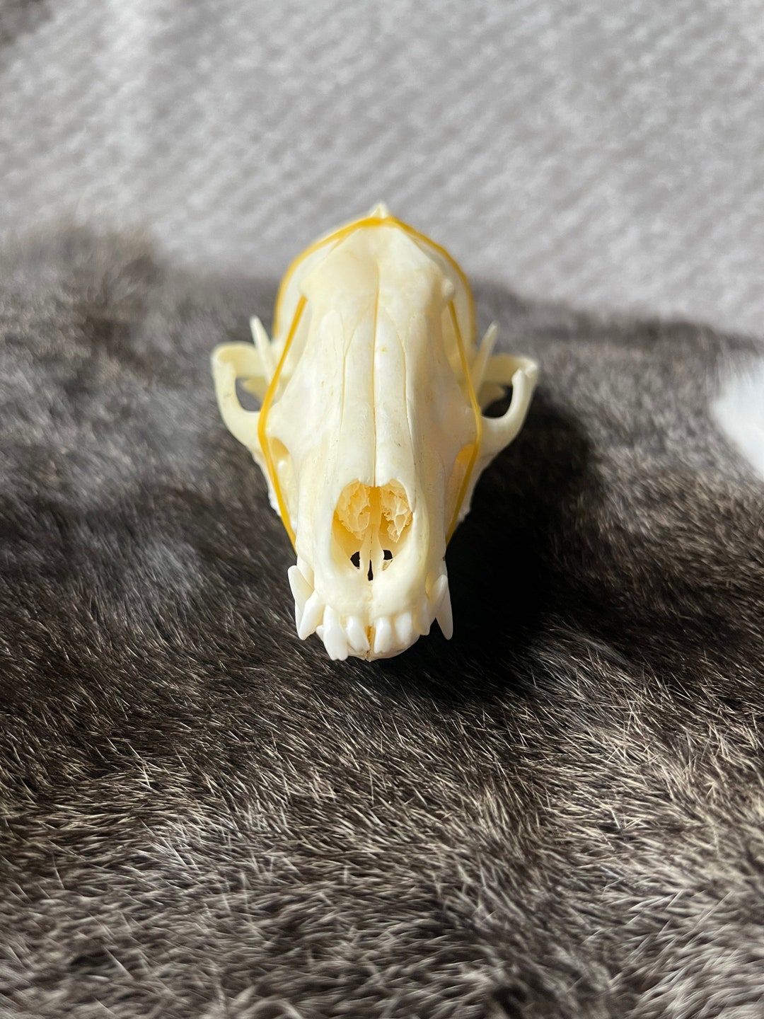 Tanuki Skull, Nyctereutes Procyonoides Skull, Real Skull - Etsy