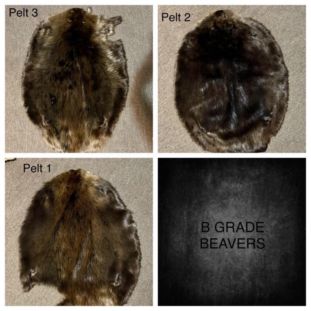 B Grade Beaver Pelts large Beaver Pelts - Etsy
