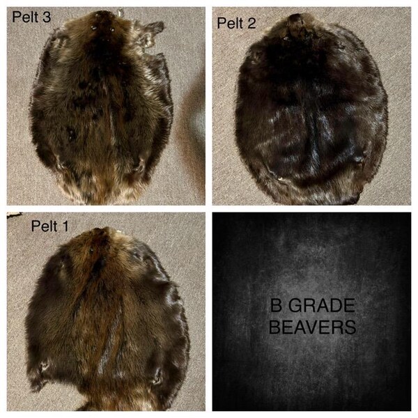 Beaver Pelt - Etsy