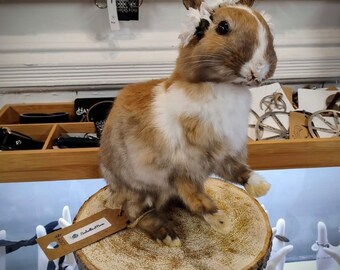 Taxidermy Rabbit - Etsy