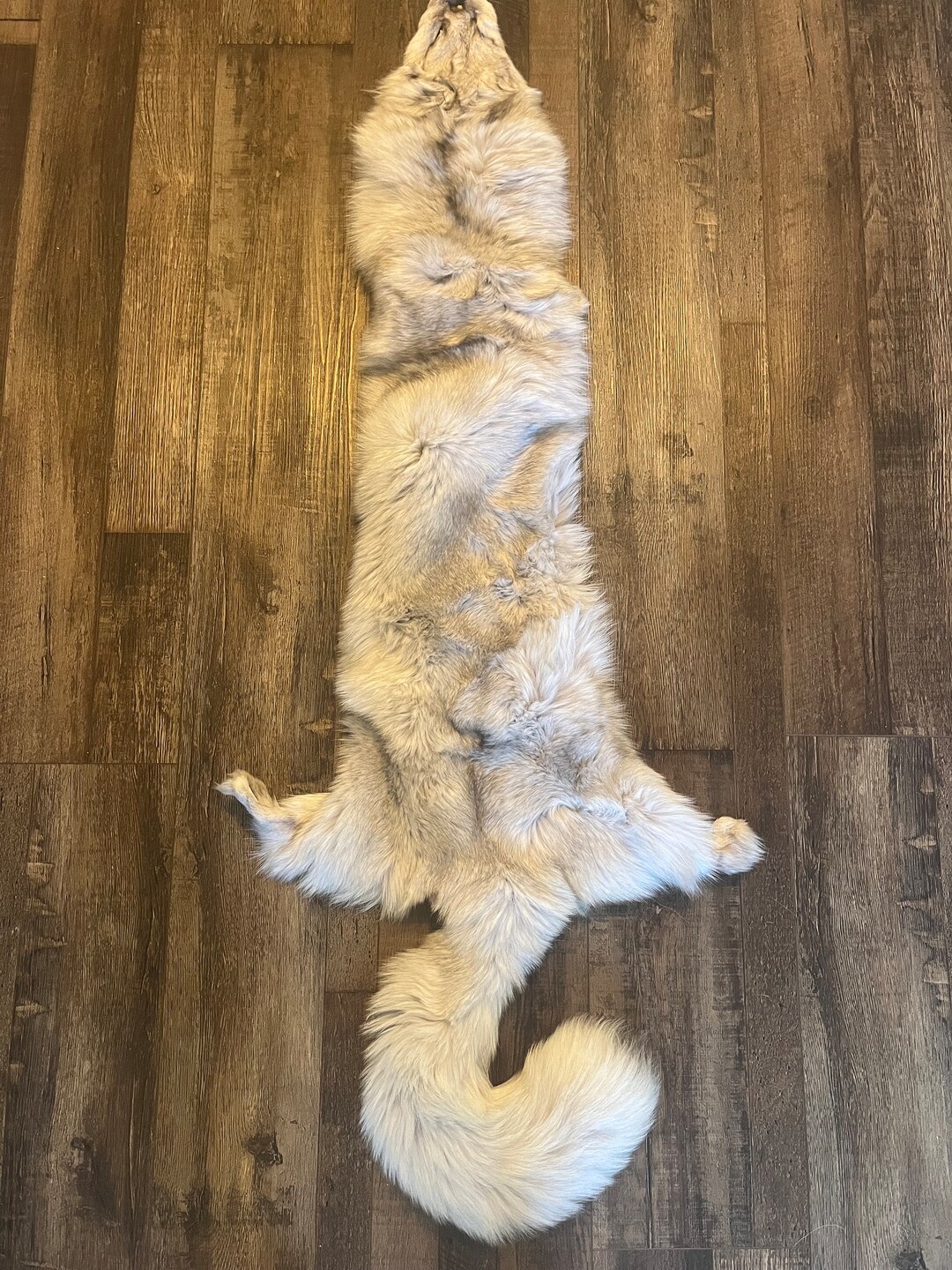 Tanned Blue Fox Pelt , Blue Fox, Fox Pelt, Blue Fox Pelt, Artic Fox PRE ...