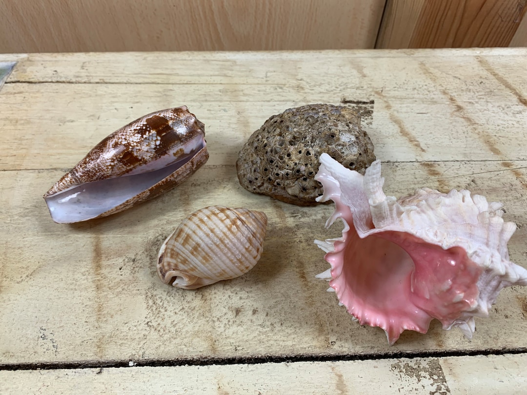 Sea Shells Natural Shells Home Decor, Shell Decor Bathroom Decoration ...