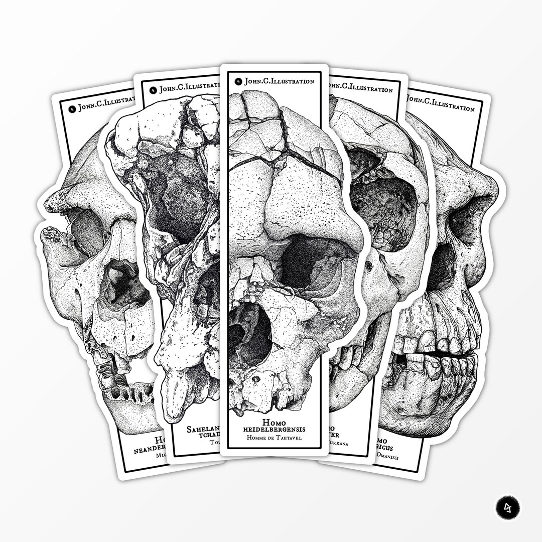 Human Evolution - Fossil Hominin Skulls - Bookmark Sets - Etsy