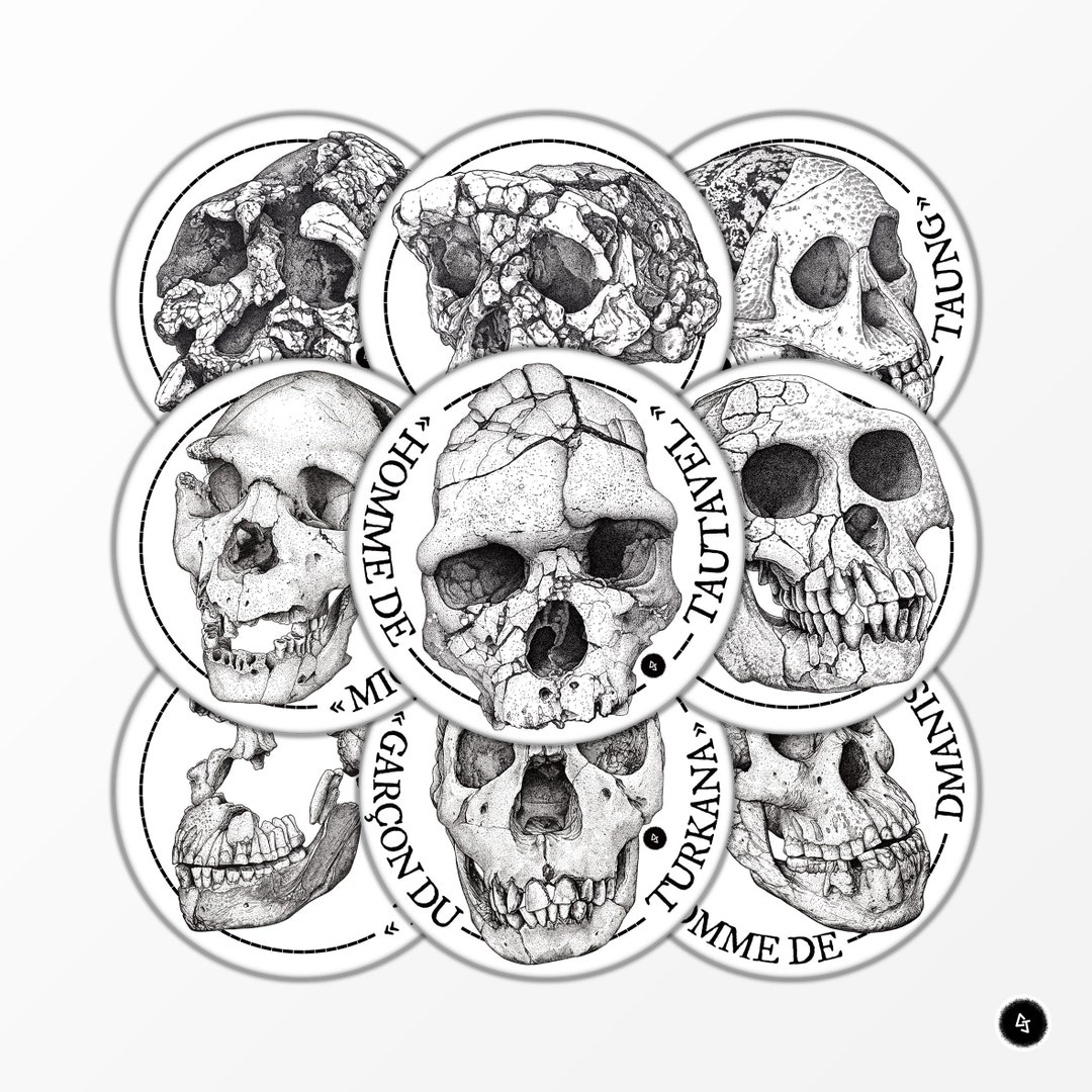 Human Evolution - Fossil Hominin Skulls - Magnetic Badge Sets - Etsy