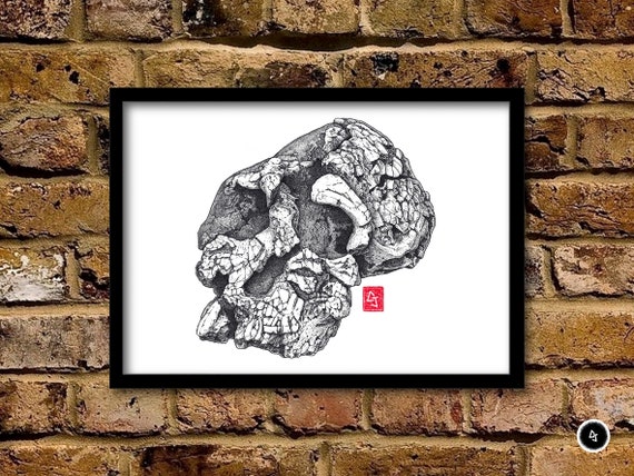 Kenyanthropus Platyops Skull