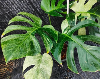 Mint Monstera Deliciosa - Etsy