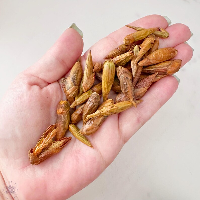 Balm of Gilead Buds | Dried, Whole | Populus Candicans - Etsy
