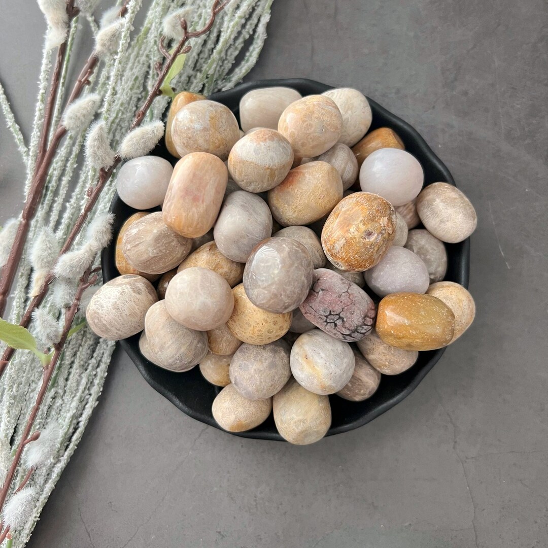 Fossilized Coral Tumbled Stones | Agatized Coral | Polished Fossil ...