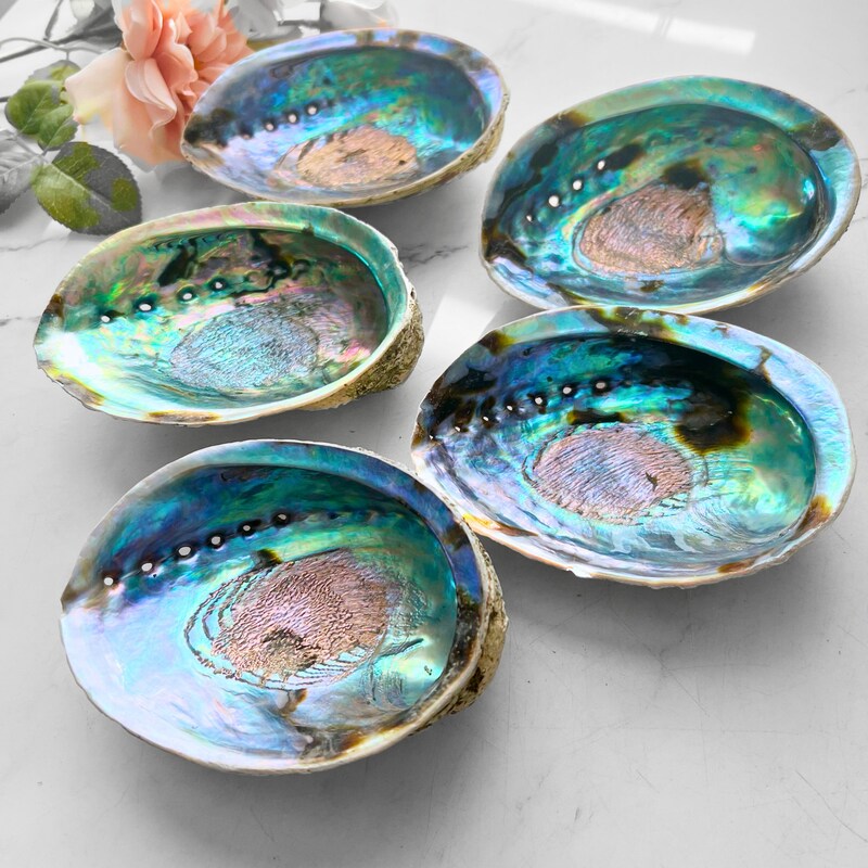 Large Shells - Etsy
