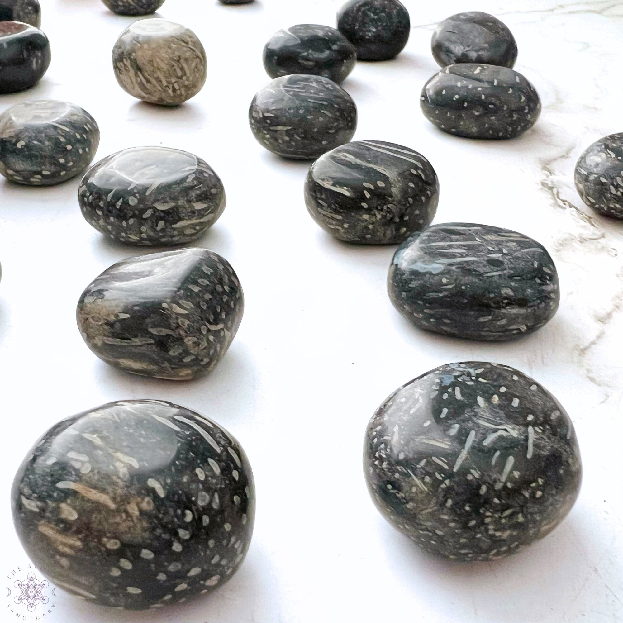 Crinoid Fossil | Polished Fossilized Crinoid Tumbled Stones | Shop ...