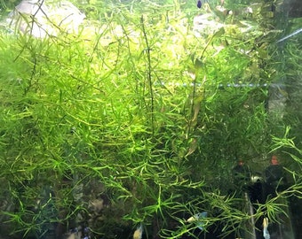 Guppy Grass / Najas Guadalupensis / Freshwater Live Aquarium - Etsy