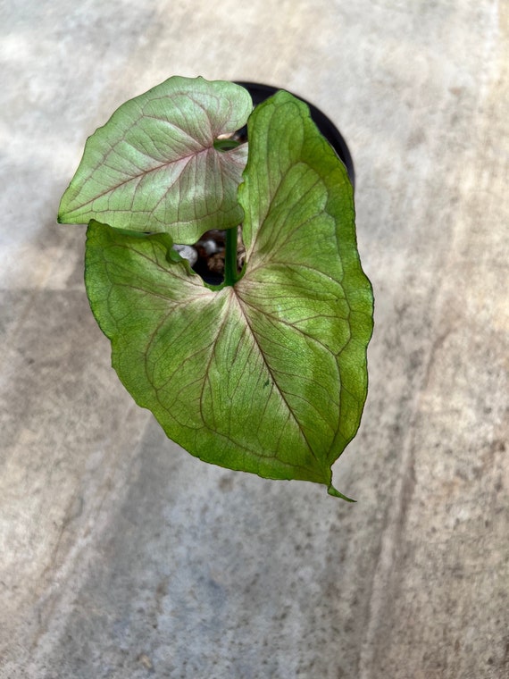 Live Syngonium Red Yami Plant Rare Rooted Tropical - Etsy
