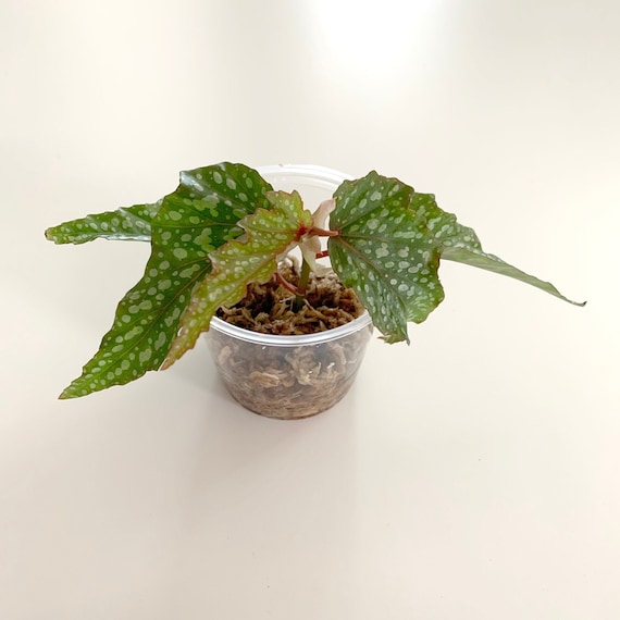 Live Begonia Angel Wing Medora Plant 4 to 5 Leafs Vining - Etsy