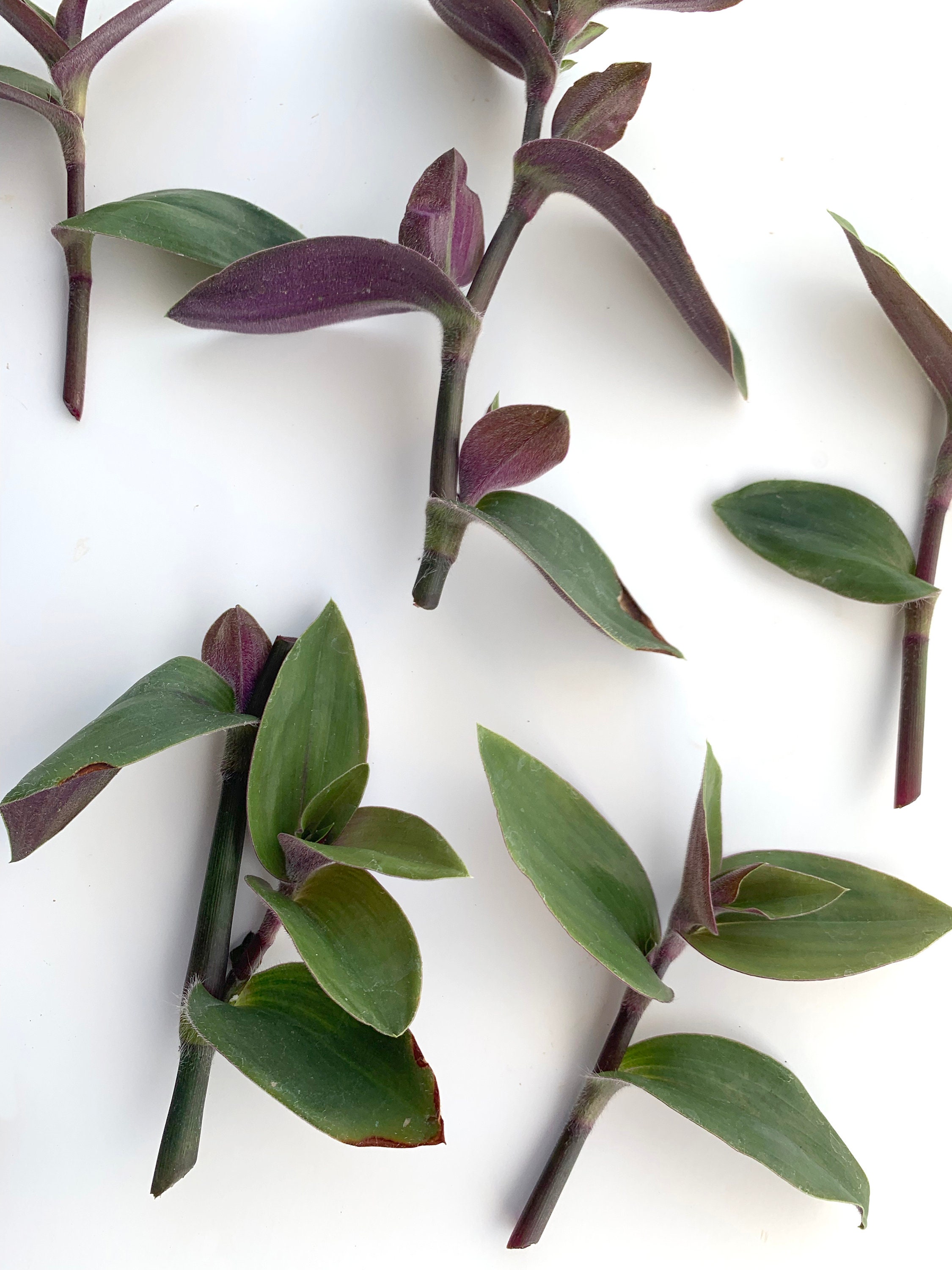 Tradescantia Bunny Bellies Vining Unrooted Tropical - Etsy