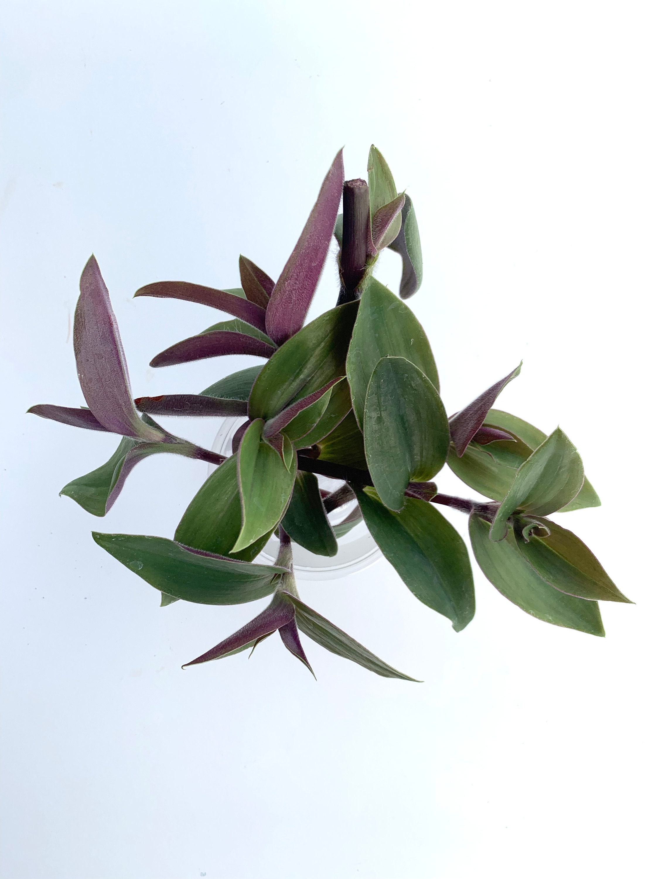 Tradescantia Bunny Bellies Vining Unrooted Tropical - Etsy