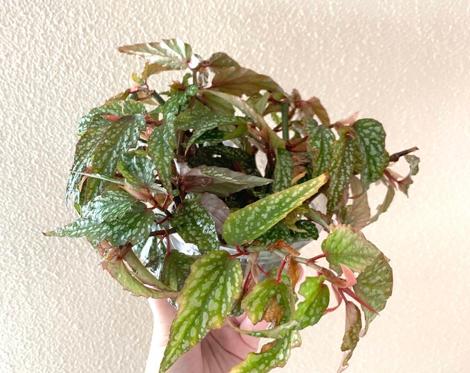 Live Begonia Angel Wing Medora Plant 4 to 5 Leafs Vining Houseplant ...