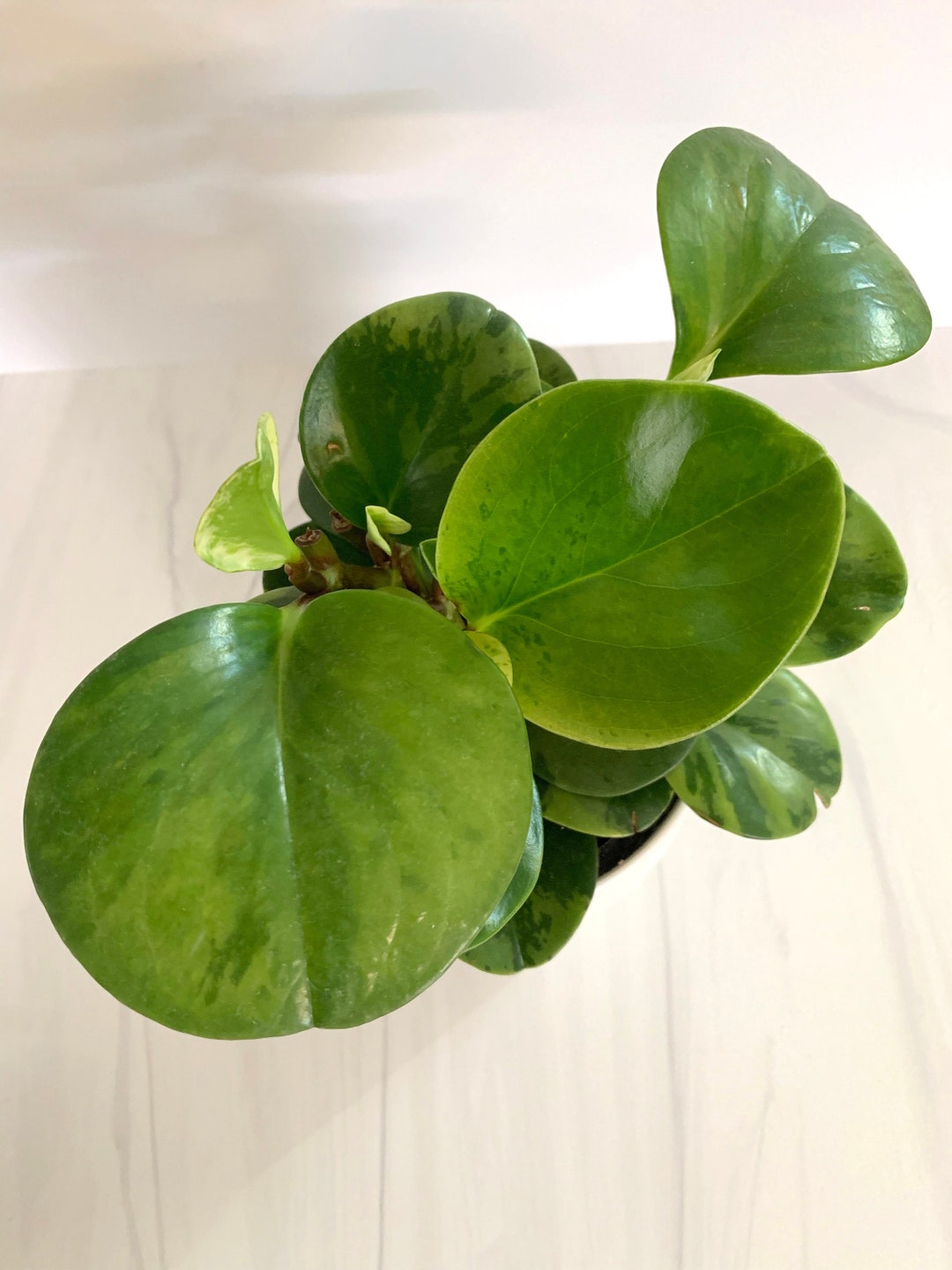Live Baby Rubber Plant - CUTTING Unrooted per Node Tropical Houseplant ...