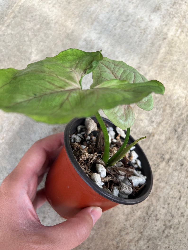 Live Syngonium Red Yami Plant Rare Rooted Tropical - Etsy