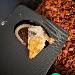 Humid Hide, Nest Box, Lay Box, Egg Box, Dig Box for Geckos, Reptiles - Etsy