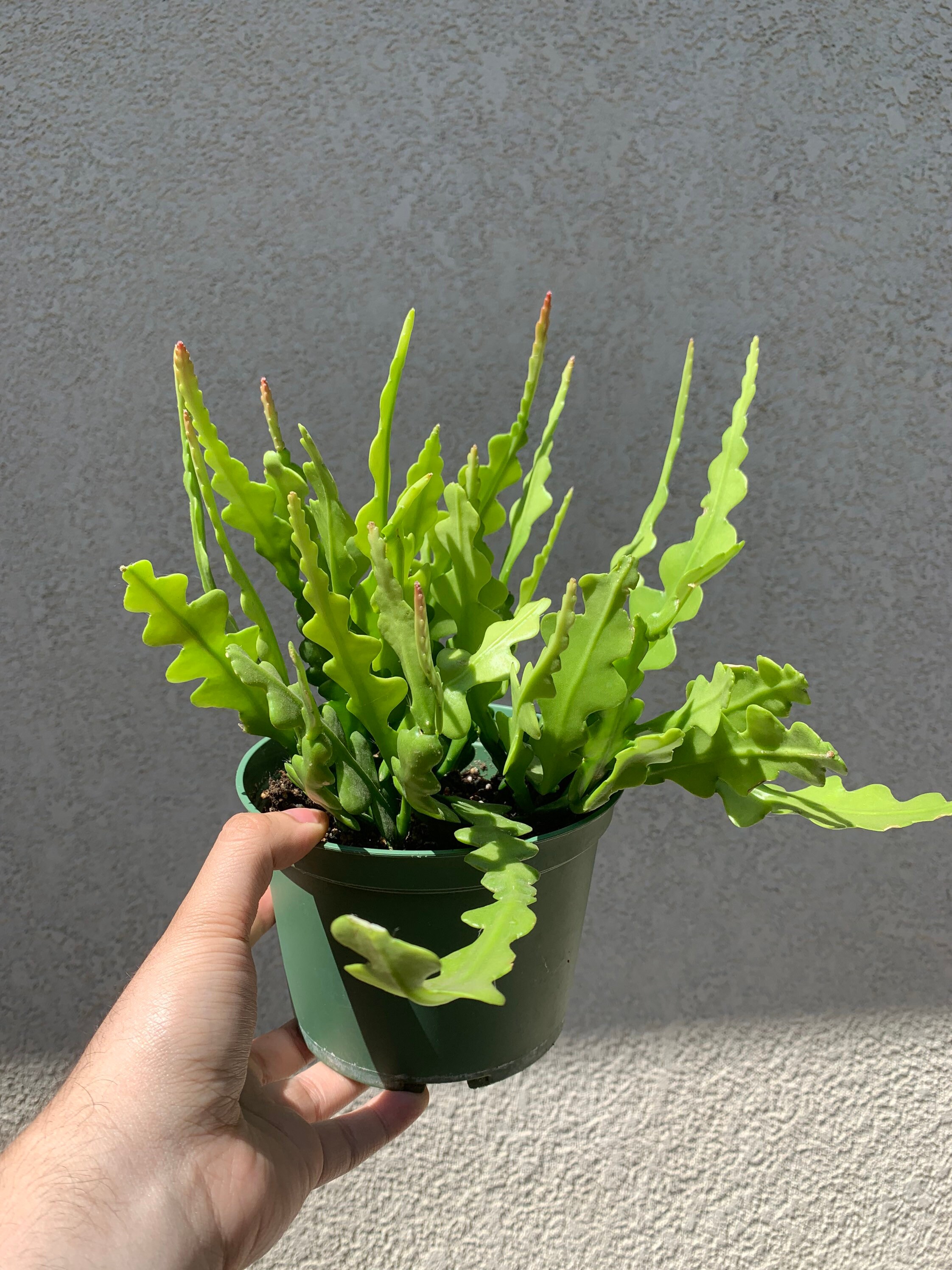 Disocactus anguliger // Ric Rac Cactus // Fishbone cactus 4 | Etsy