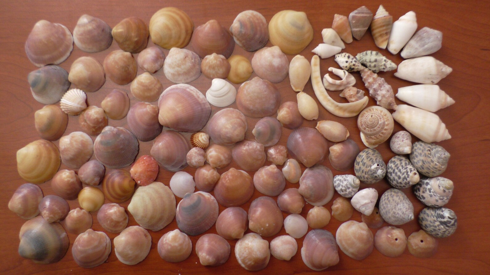 100 Mixed Seashells from Turkish Beaches of the Mediterranean | Etsy