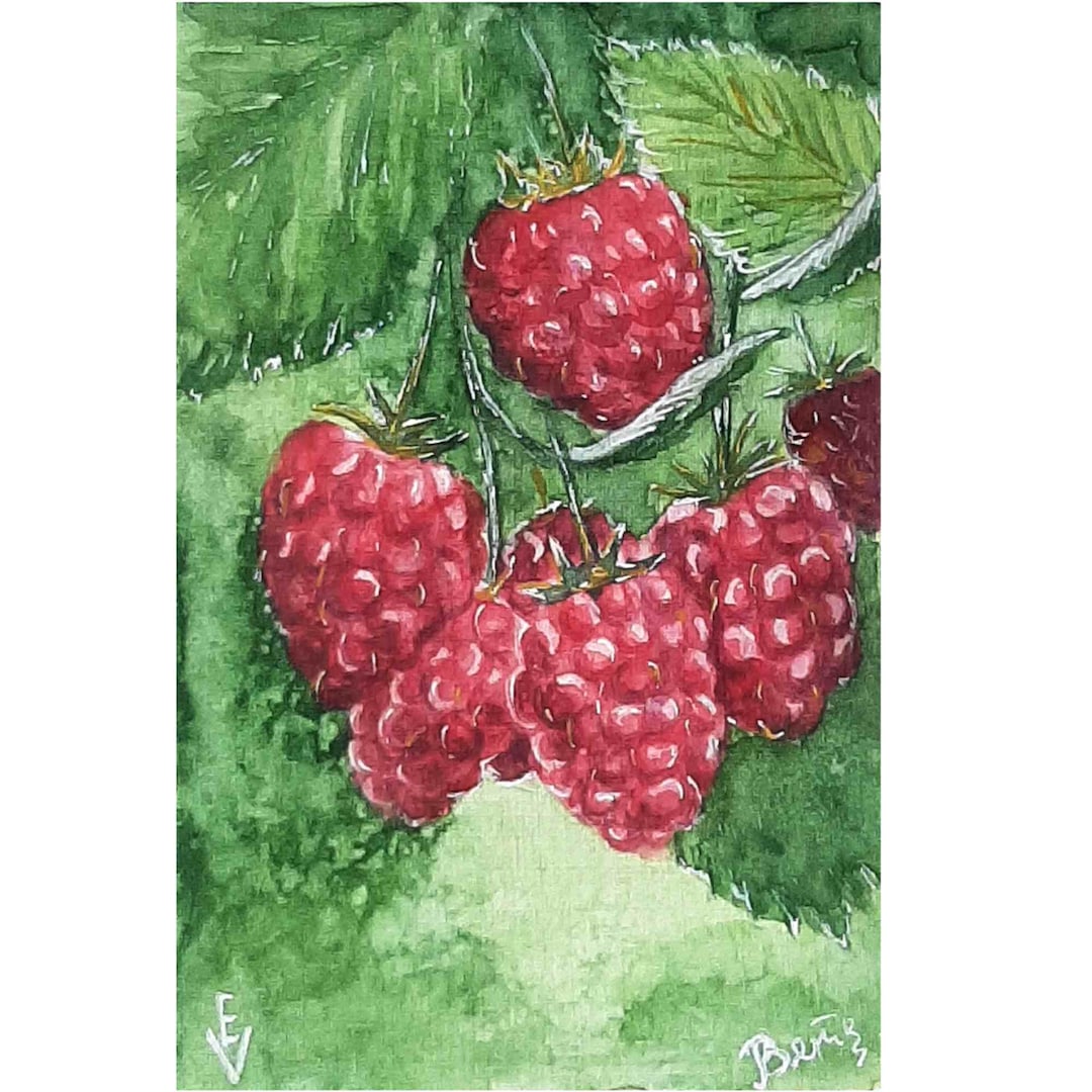 Raspberries Painting Original Watercolour Fruits Artwork Raspberries ...