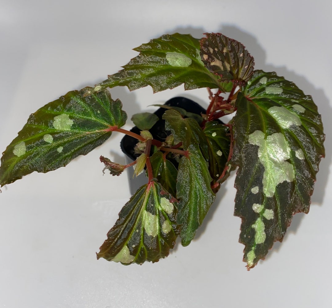 Begonia Mantuk Rare Plant Shown in 2” Pot Sellers Choice - Etsy