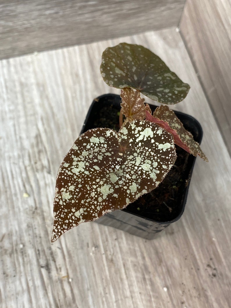 Begonia Moona Moona Rare Plant Sellers Choice - Etsy