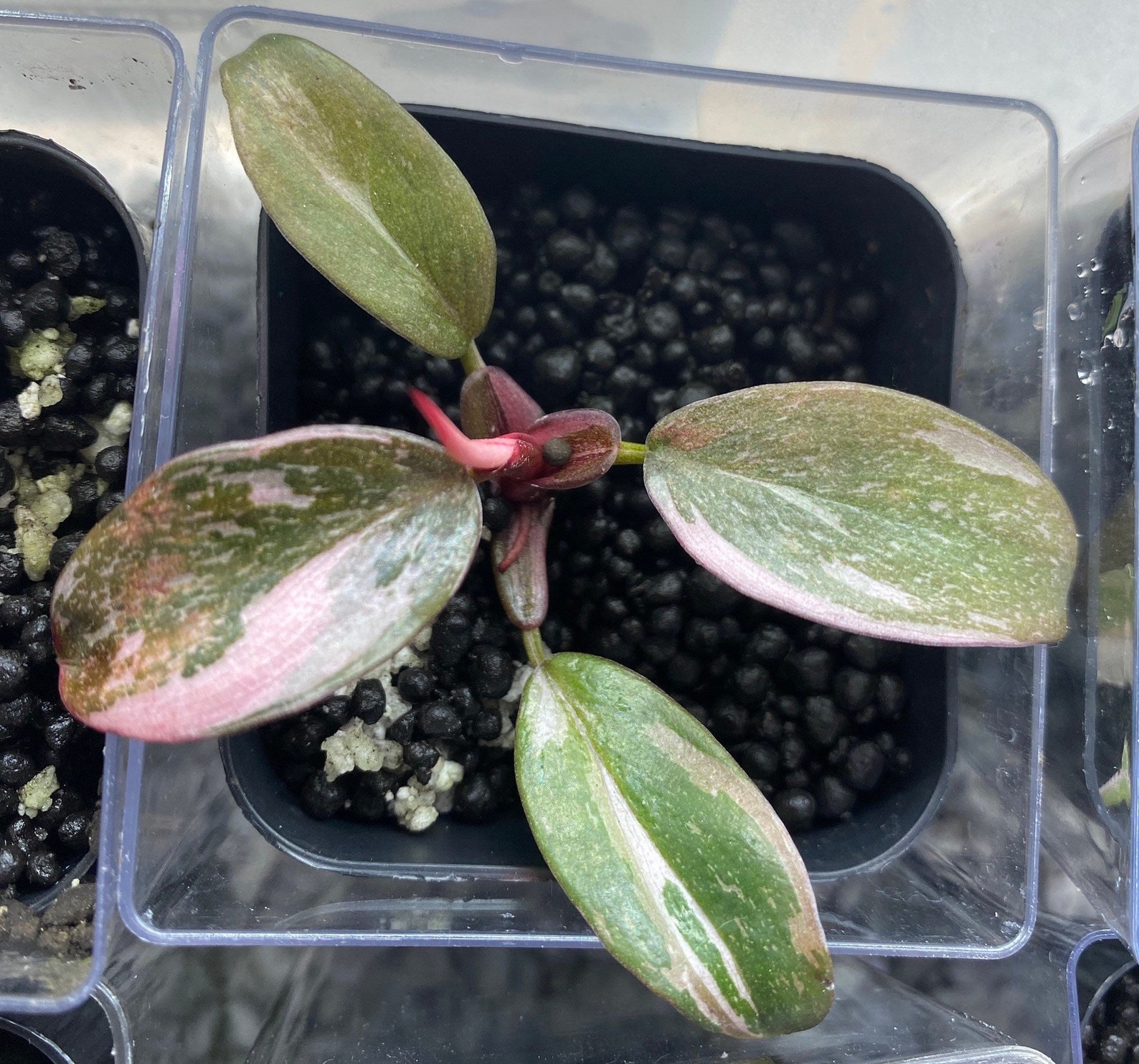 Marble Pink Princess Philodendron Rare Plant - Etsy