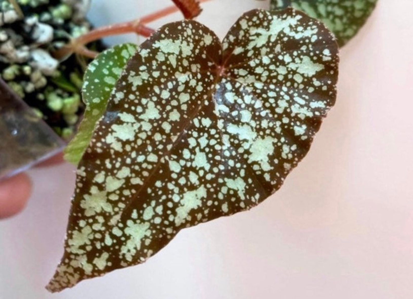 Begonia Moona Moona Rare Plant Sellers Choice Buy One Get One - Etsy