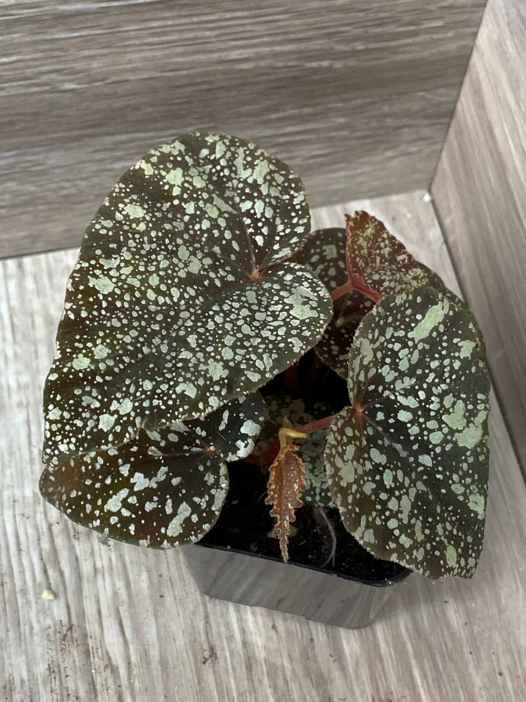 Begonia Moona Moona Rare Plant Sellers Choice - Etsy